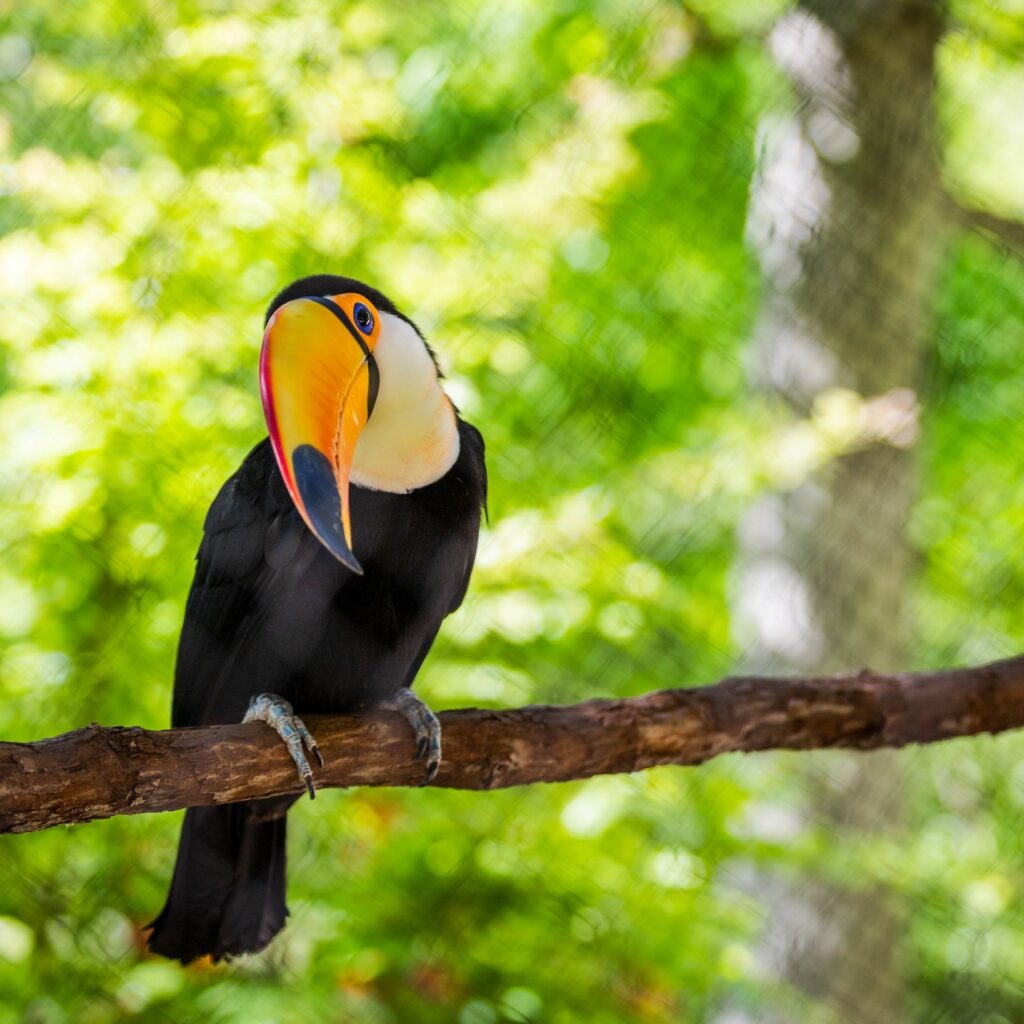Tango The Toucan Celebrates 6th Birthday At John Ball Zoo - John Ball ...