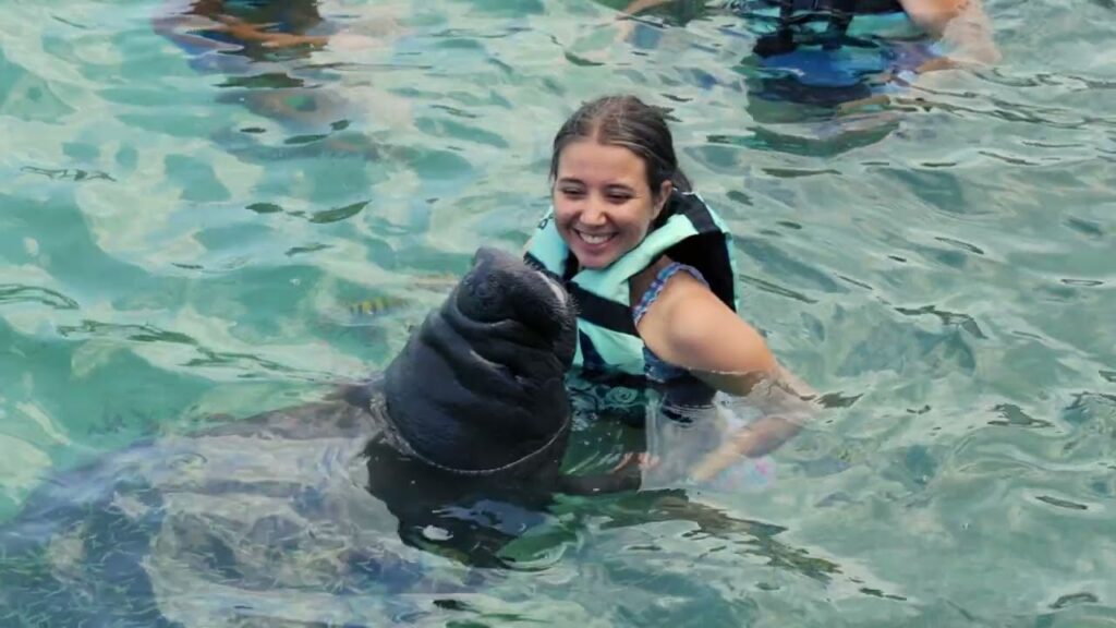 Swim With Dolphins At Dolphin Discovery - Dolphin Discovery Zoo Guide