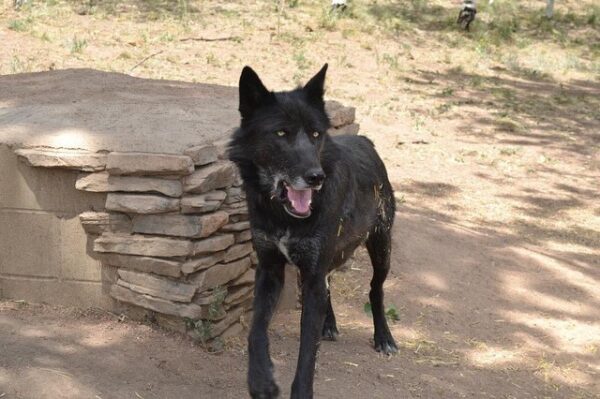 Wolves' Summer Shedding: Losing Thick Winter Coats - Colorado Wolf ...