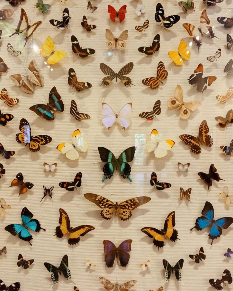 Explore Our Invertebrates Collection In The Discovery Center - Central ...