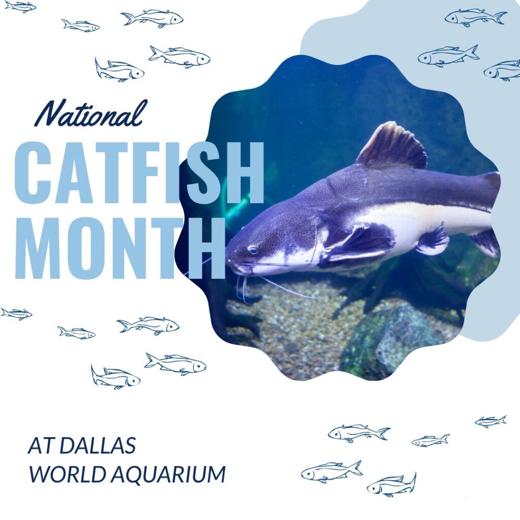 Celebrating National Catfish Month: From Rivers To Lakes - Zoos - USA ...