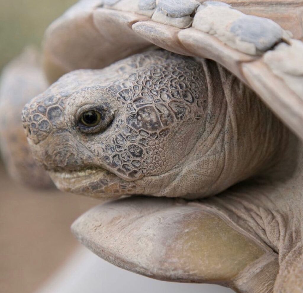 Soulful Eyes Of North America's Largest, Rarest Animals - Turtle ...
