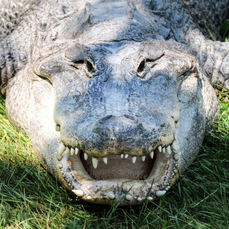 Meet Wally: The Apex American Alligator - Zoo De Granby Zoo Guide