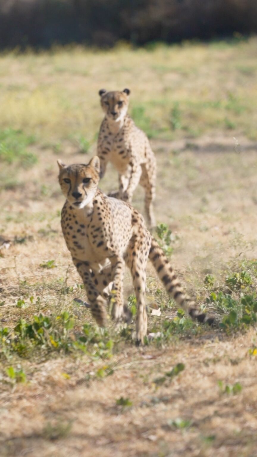 Cheetahs: The Fastest Land Mammals Explained - San Diego Safari Park ...