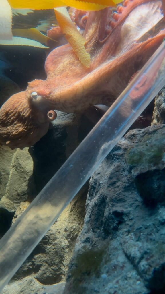 The Correct Plural Form Of Octopus Is Octopuses - Zoos - USA - Illinois ...