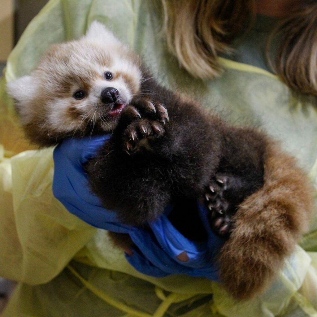 Update: Pilatus The Red Panda Cub Thriving At Eight Weeks - Zoo Babies ...