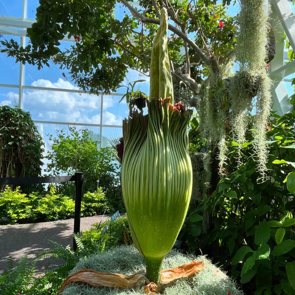 Calli Is Blooming: Read Our Care Guide - Sophia M. Sachs Butterfly ...