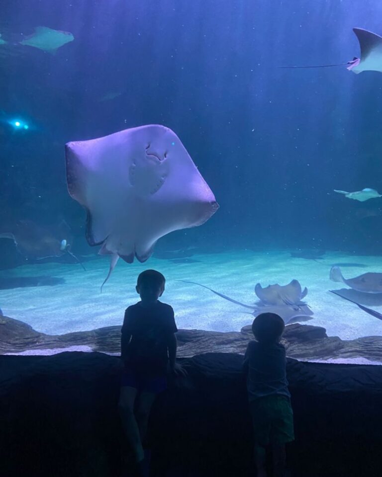 What You See On The Bottom Of Rays May Resemble A Smiley Face - Ripley ...
