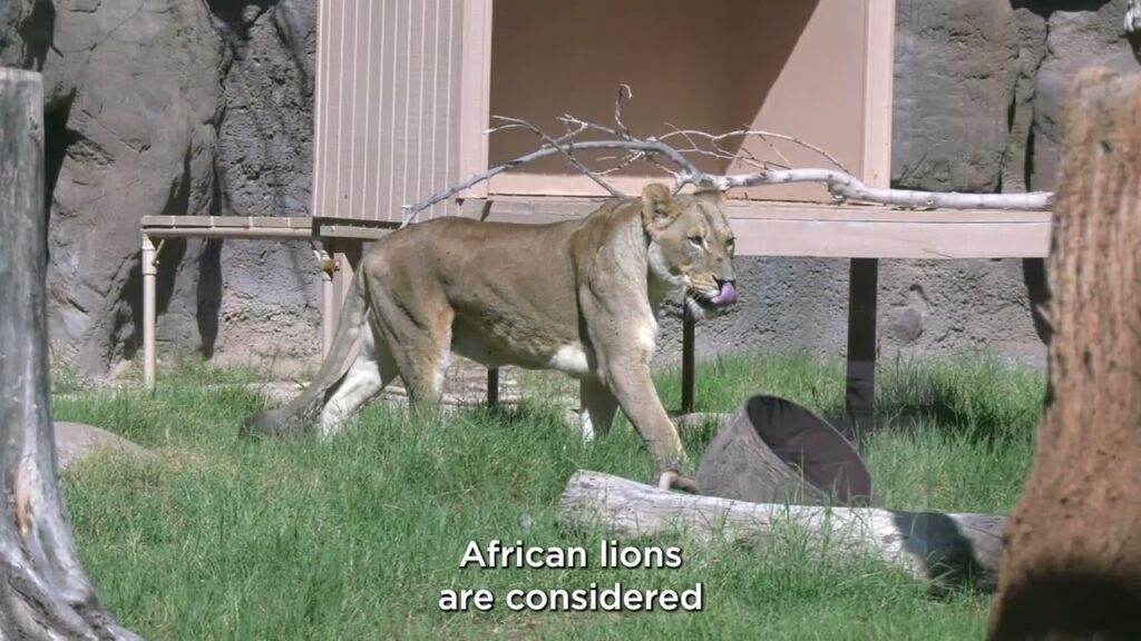 Safeguarding African Lions On World Lion Day - Zoos - USA - Arizona ...