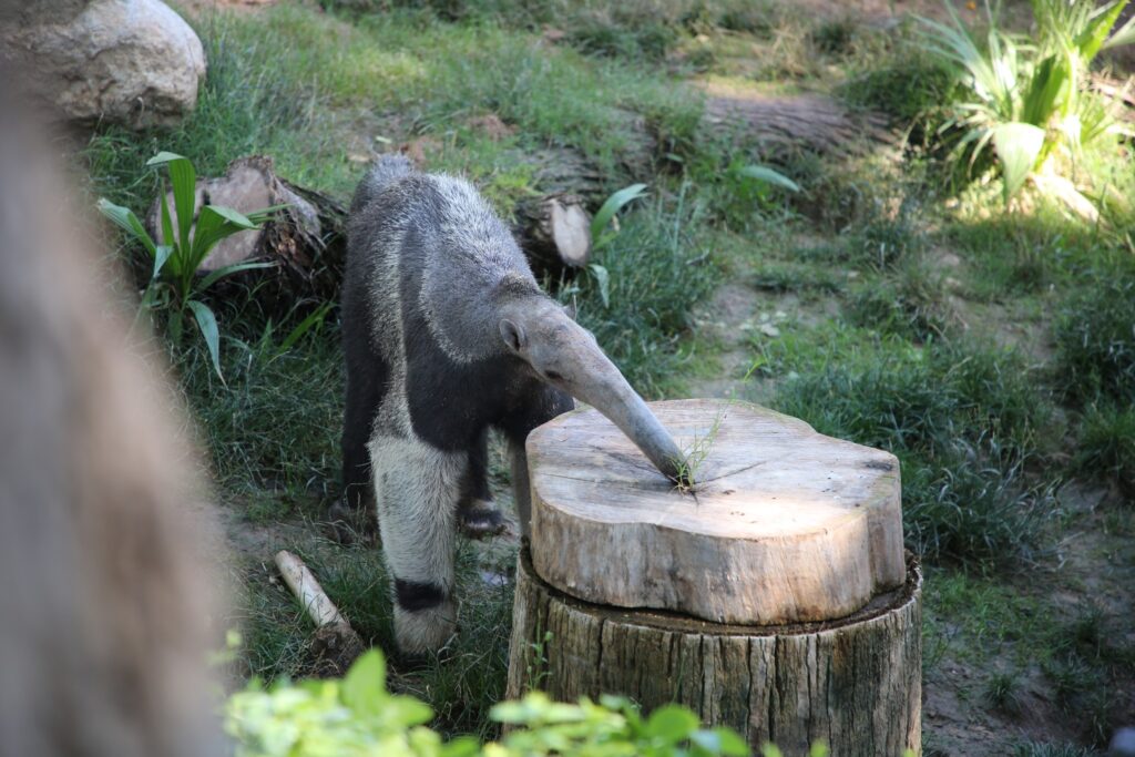 Anteaters Navigate Using Their Acute Sense Of Smell - Zoos - USA ...