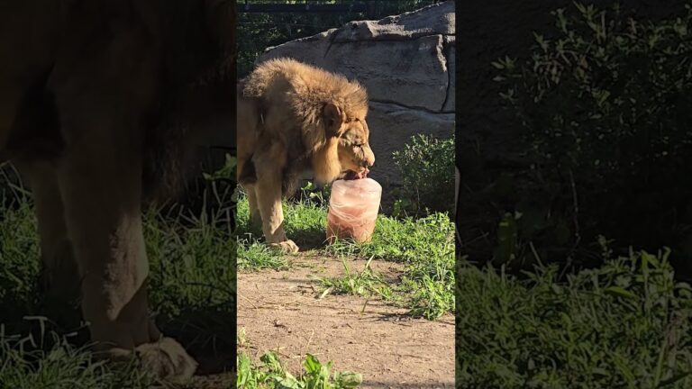 Celebrating World Lion Day Through Enrichment - Zoos - USA - Michigan ...