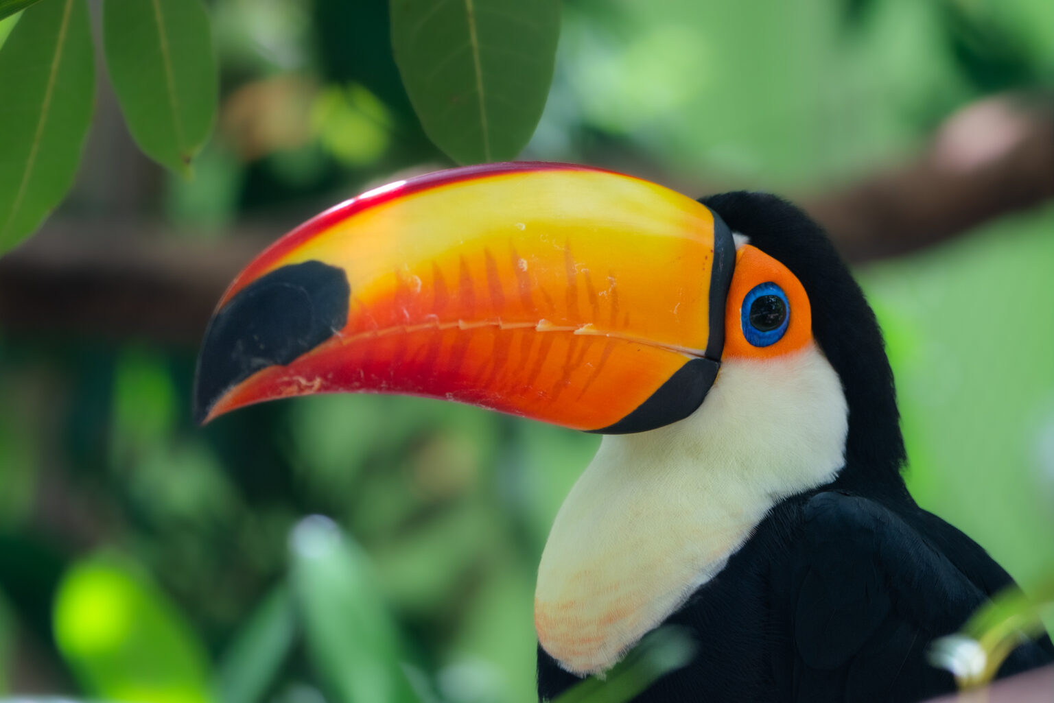 Why Do Toucans Have Vibrant, Oversized Beaks? - Zoos - USA - Florida ...
