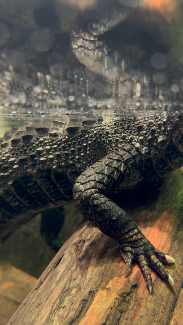 Crocodilians Date Back 220 Million Years: Meet The Deinosuchus ...