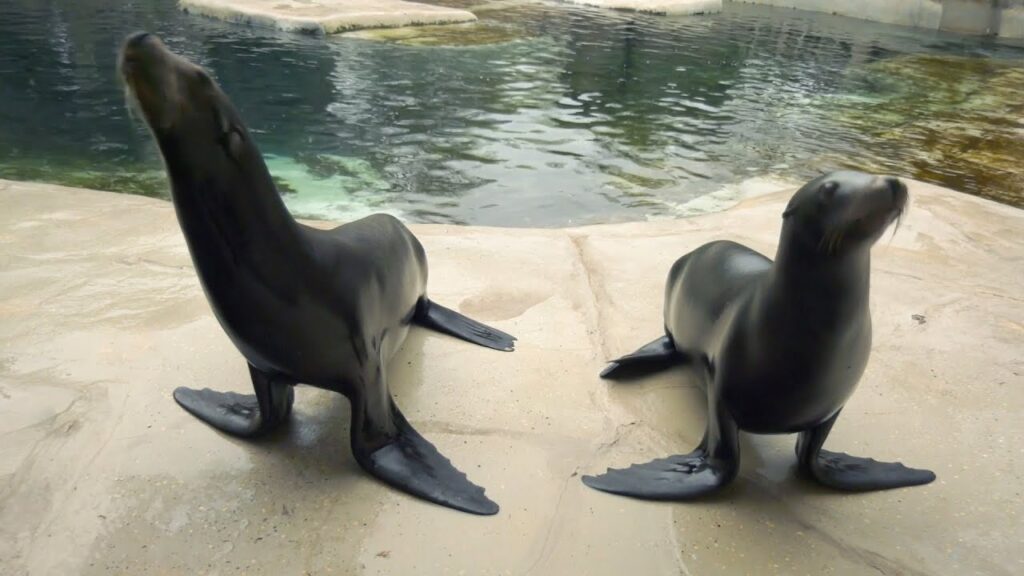 Meet Our Friendly Sea Lions! - Zoos - USA - Colorado - Denver Zoo Zoo Guide