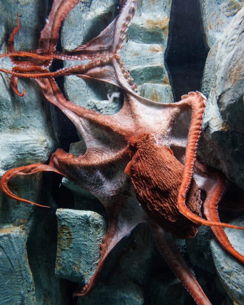 Spotting The Giant Pacific Octopus: A Now You See Me, Now You Don't ...