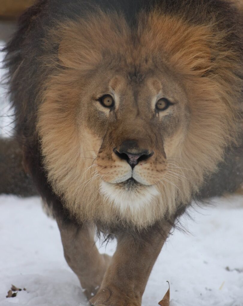 Discover Disney's Mufasa: The Lion King On Screen And Stage ...