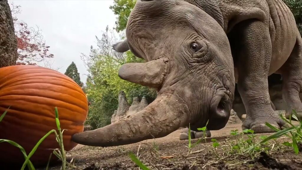 Adorable Animals: Squish And Chomp Facts - Oregon Zoo Zoo Guide