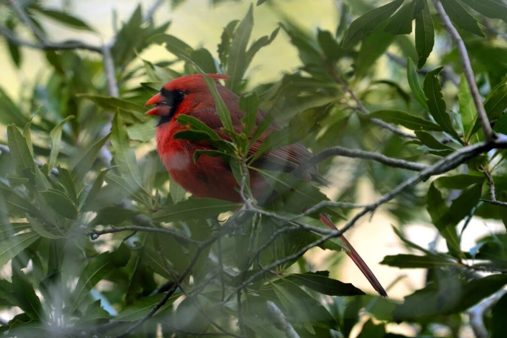 North Carolina's State Bird: The Cardinal! - North Carolina Aquarium At ...