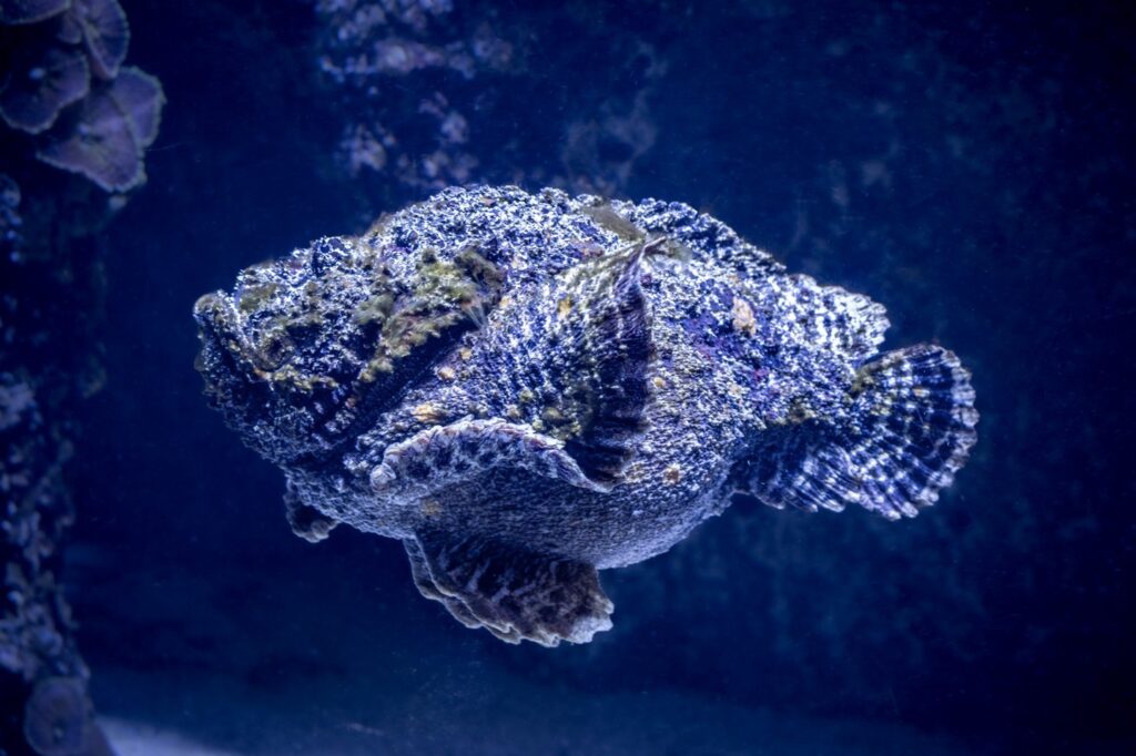 Discover The World’s Most Venomous Fish: The Stonefish - Zoos - USA ...