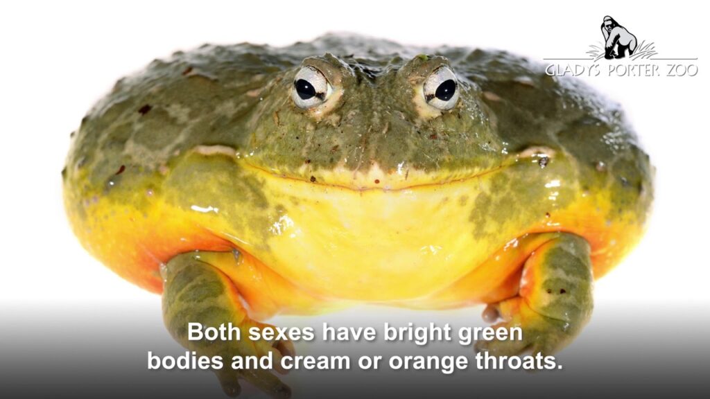 Exploring The African Bullfrog: An Informative Guide - Gladys Porter ...