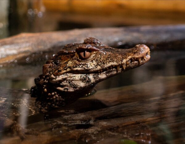 Cuvier’s Dwarf Caimans: Opportunistic Feeding Explained - Ripley's ...
