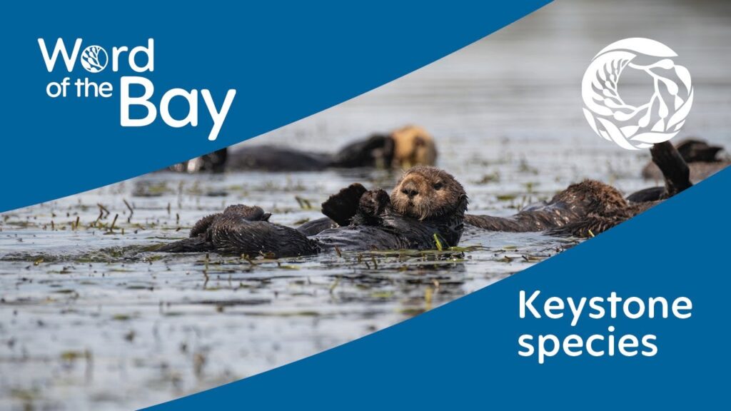 Sea Otters: Vital Keystone Species With Huge Appetites - Monterey Bay ...