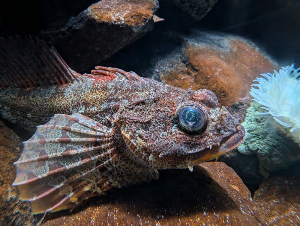 Discover This Month's Featured Animal: The Red Irish Lord - Mississippi ...