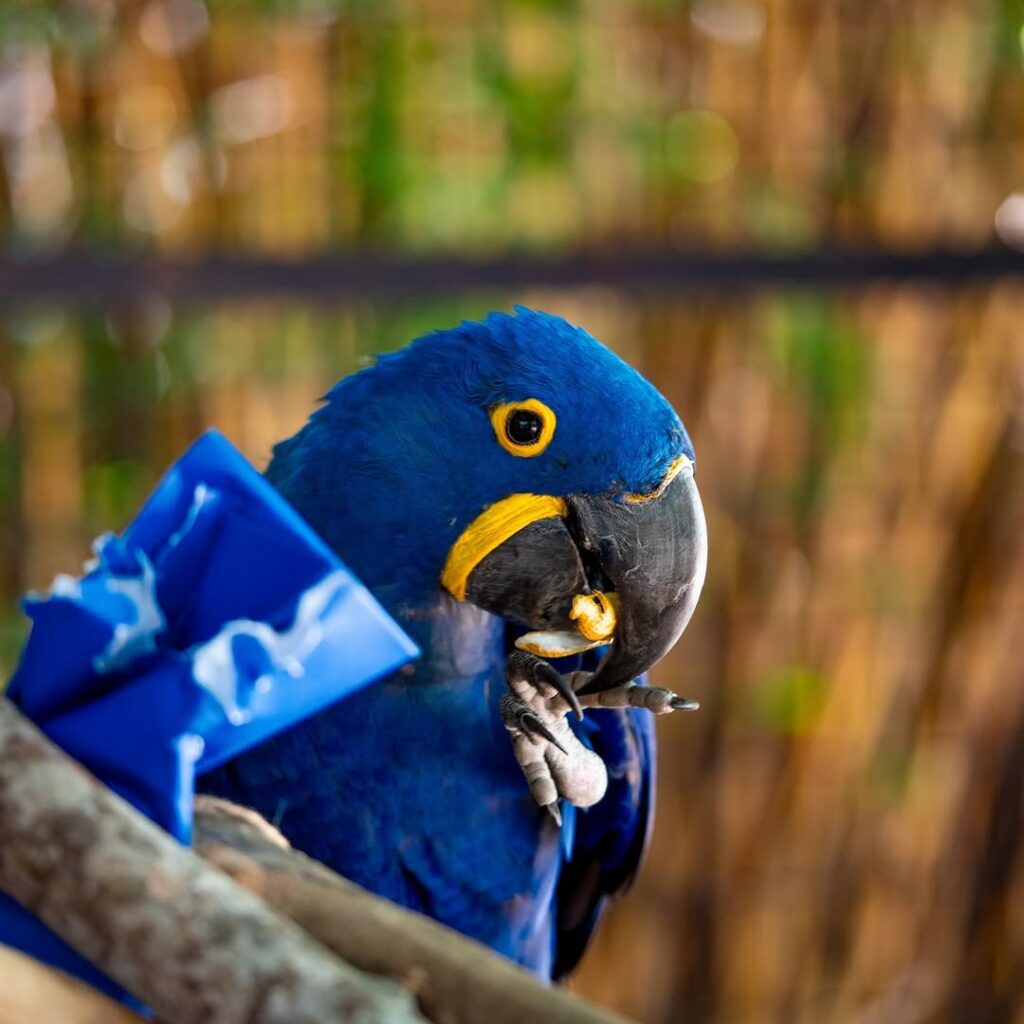 Our Talkative Zoo Friends: Masters Of Winged Communication! - Baton ...