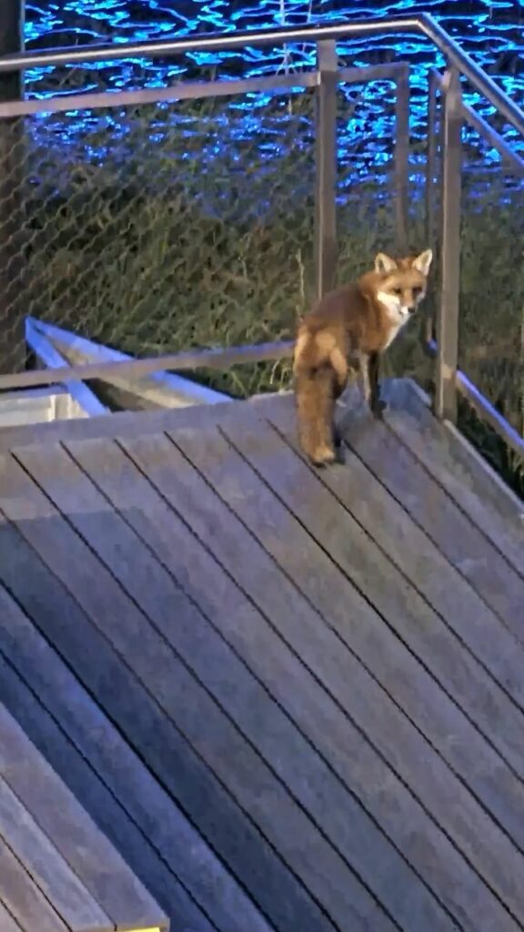 Winter Wildlife: Exploring Harbor Wetland's Biodiversity - Zoos - USA ...