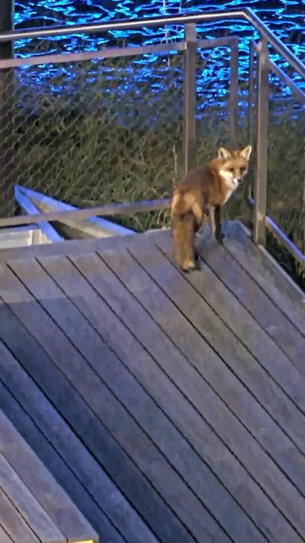 Winter Wildlife: Exploring Harbor Wetland's Biodiversity - Zoos - USA ...