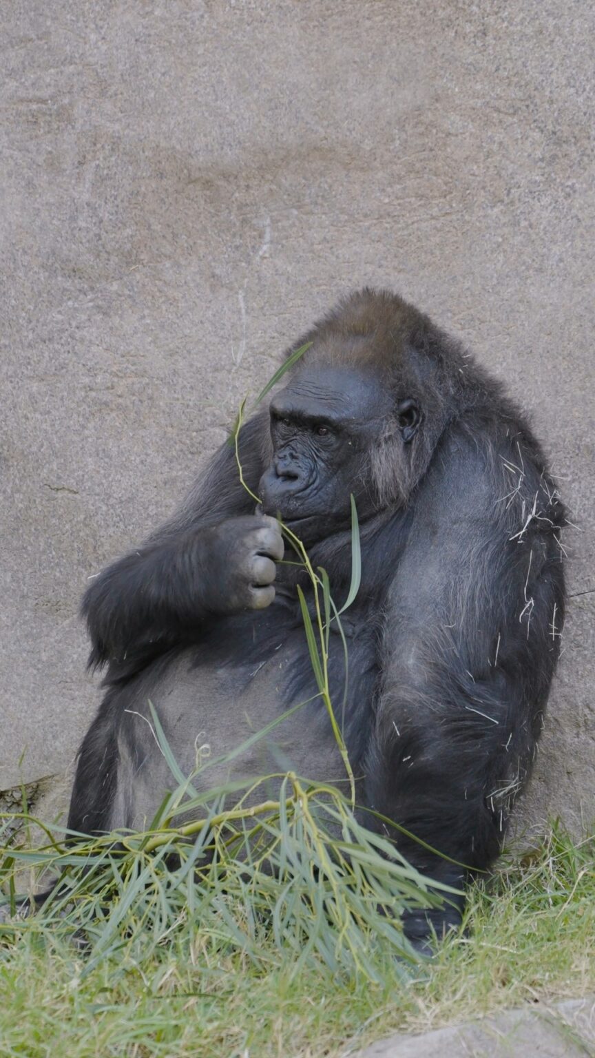 Wearable Snacks Set To Trend In 2025 - San Diego Safari Park Zoo Guide