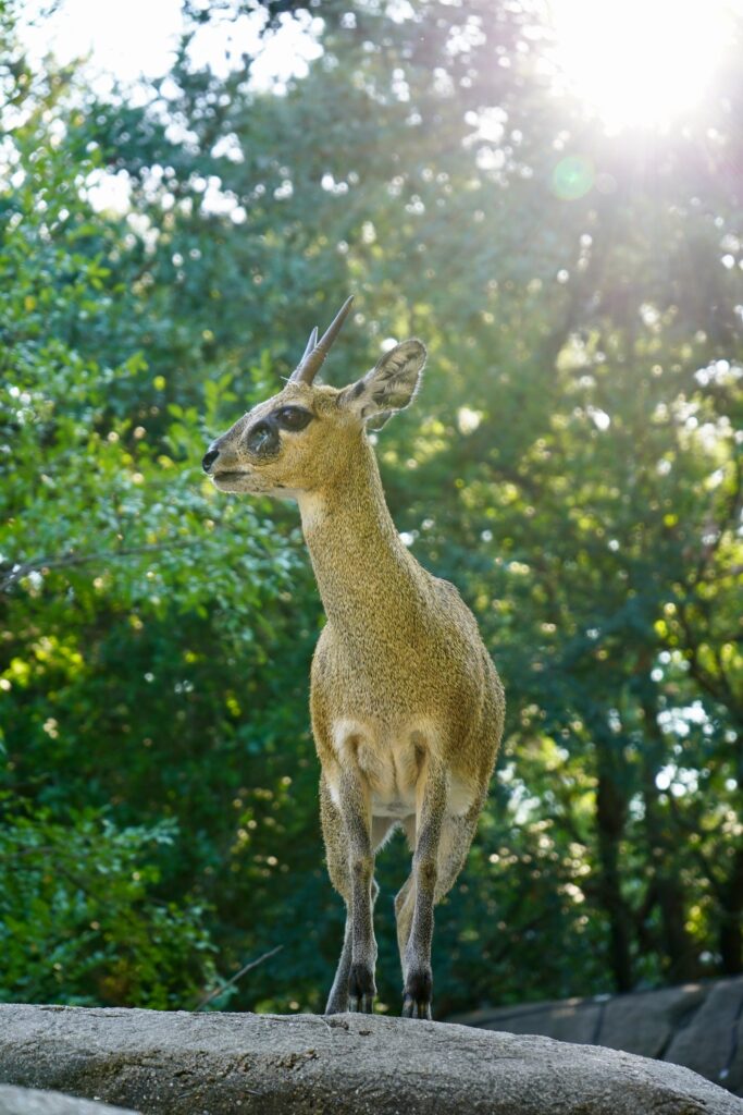 The Challenges Of Sharing Difficult News In Zoo Life - Zoos - USA ...