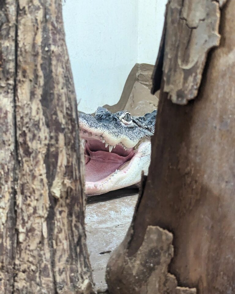 Toothy Tuesday: Exploring The Marvels Of Alligator Teeth - ZooAmerica ...