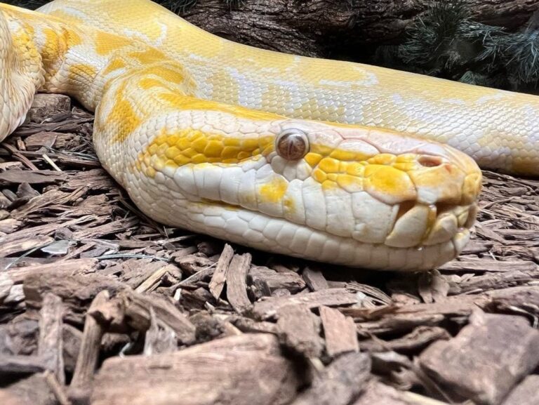 Zoo Mourns Loss Of 26-Year-Old Leucistic Burmese Python - Kansas City ...