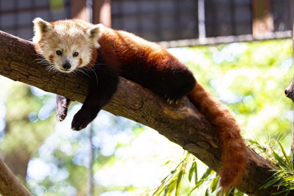 Red Panda Weather Alert: They Thrive In Cold Climates! - Brandywine Zoo ...