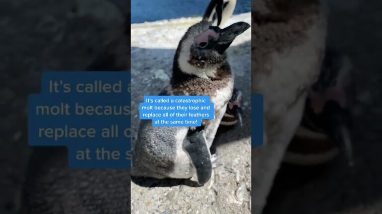 Molting Season Explained: Part 2 - Aquarium Of The Pacific Zoo Guide