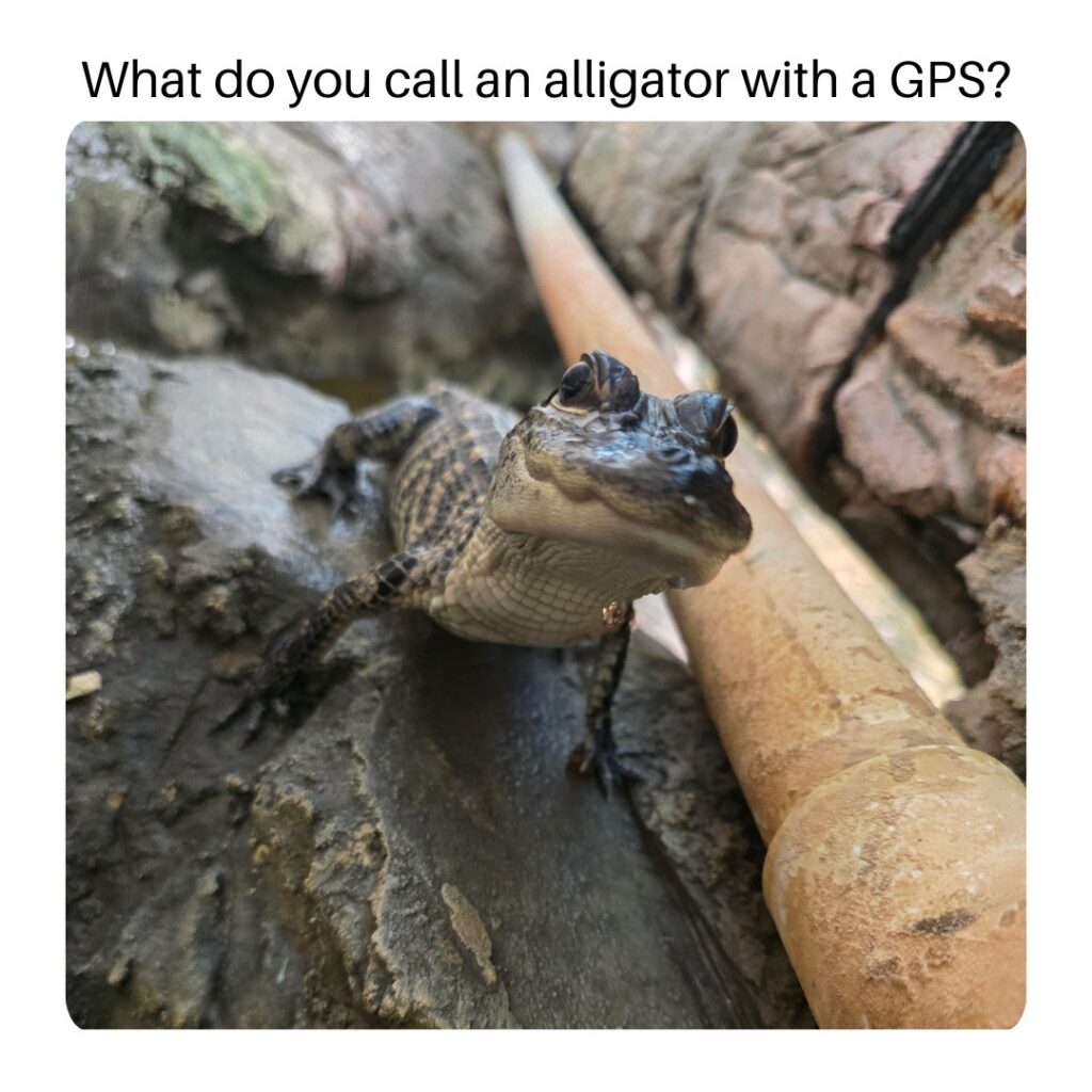 Understanding How Alligators Navigate Their Environment - Texas State ...