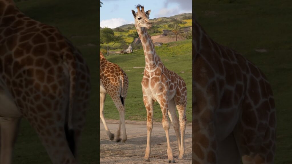 Exploring Giraffe Tower At Golden Hour 🌅 - Zoos - USA - California ...