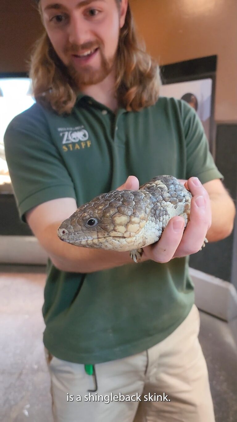 Reptile And Amphibian Keeper Jason: Handling With Expertise ...