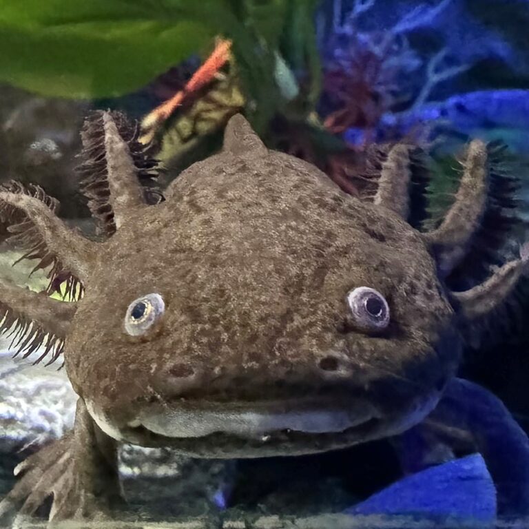 Axolotls: Mexico's National Amphibian From Lake Xochimilco - Zoos - USA ...
