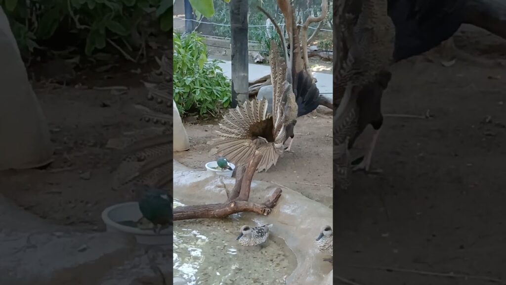 Male Argus Pheasant Demonstrates Courtship Dance - Zoos - USA - Arizona ...