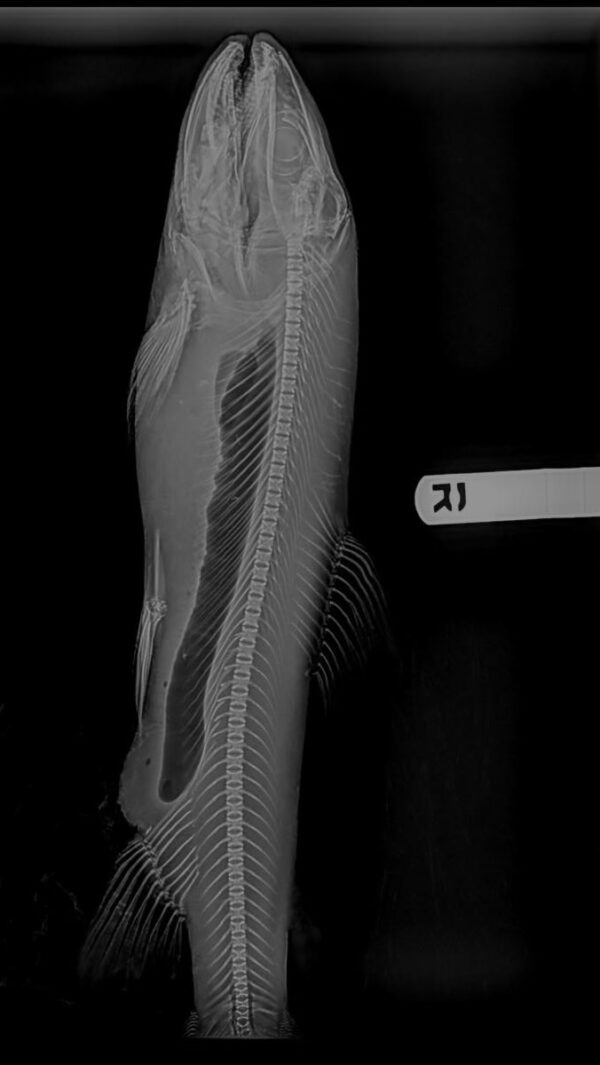 Did You Know Fish Receive X-Rays? - Virginia Living Museum Zoo Guide