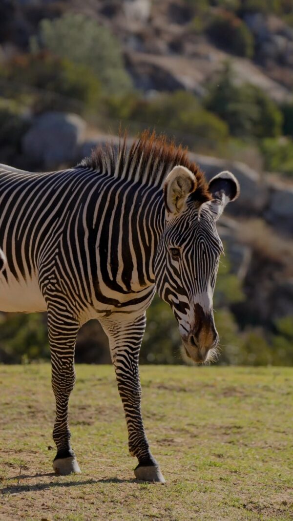Pattern For Success: Saving Grevy's Zebra Habitats - San Diego Safari ...
