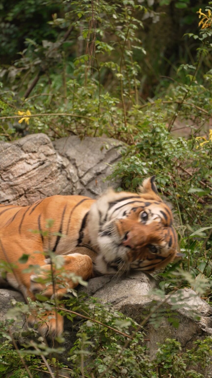 Why Is It Friend-Shaped If Not A Friend? - Zoos - USA - California ...