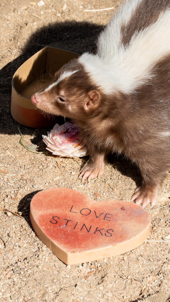 This Year, Give Your Loved Ones What They Truly Want - Living Desert ...