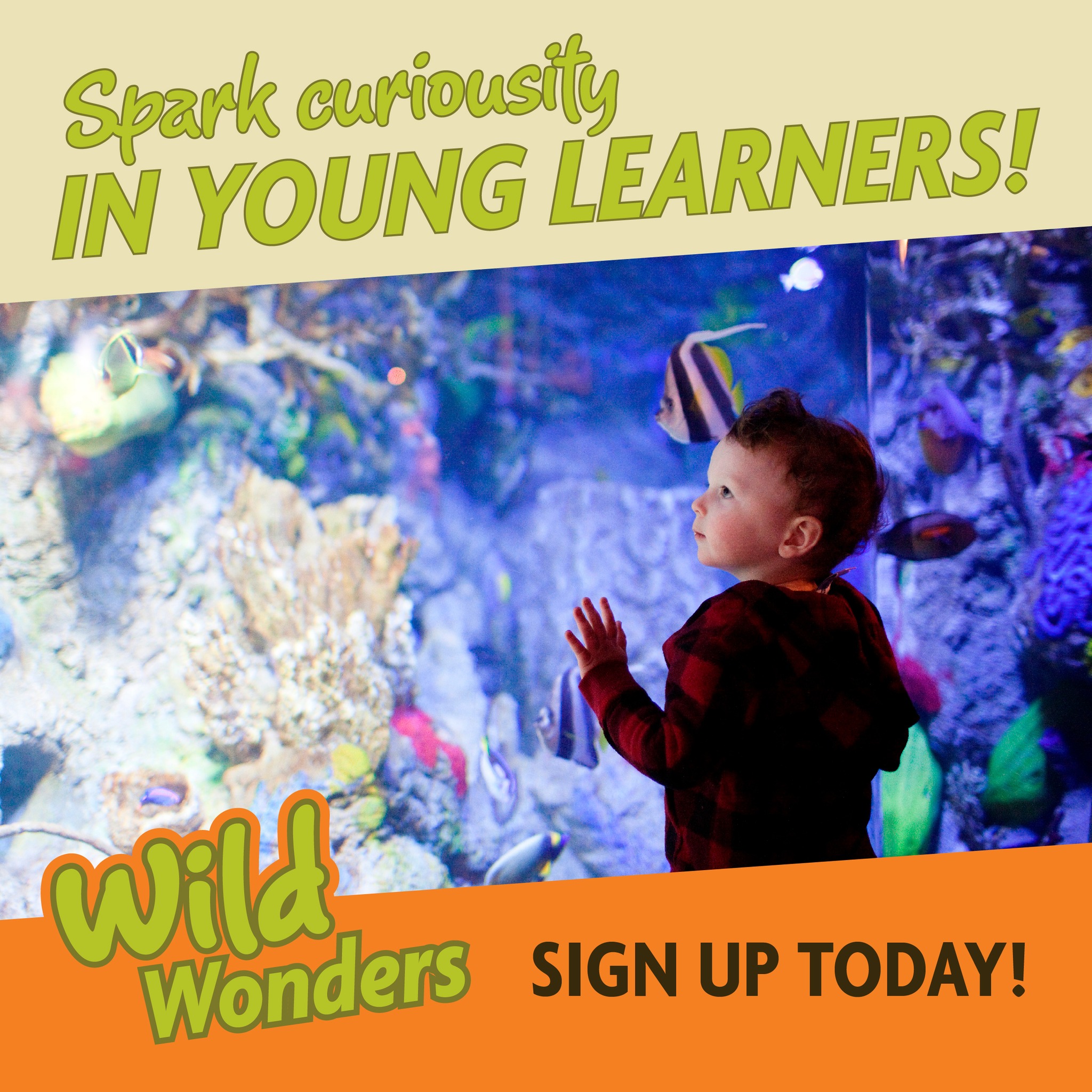 Discover Wild Wonders: 90 Minutes Of Fun For Little Explorers! - Zoos ...