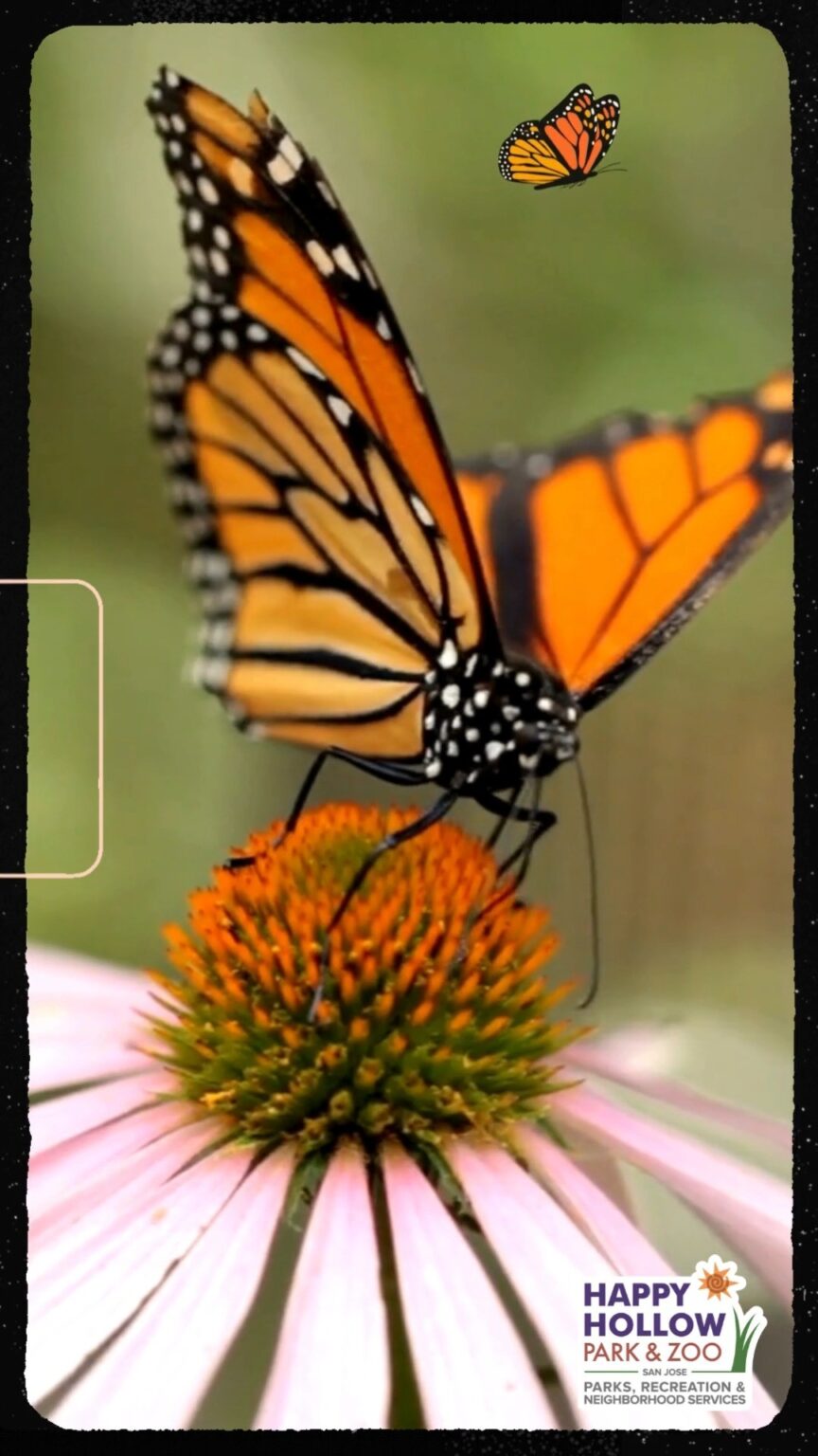 Honoring The Journey: Celebrating Western Monarch Day - Happy Hallow ...
