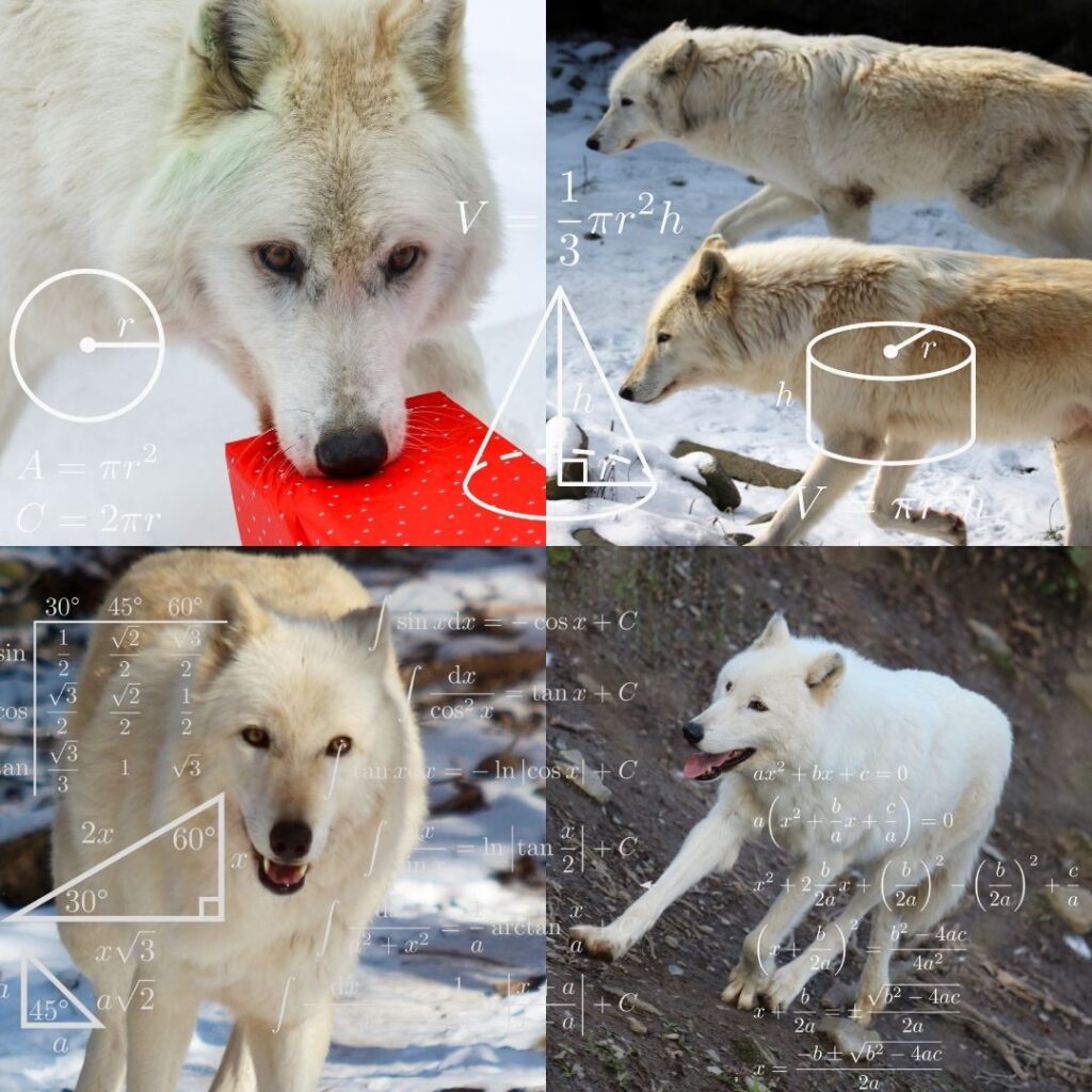 Discover Why Math Is Crucial For Some Animals - Rosamond Gifford Zoo ...