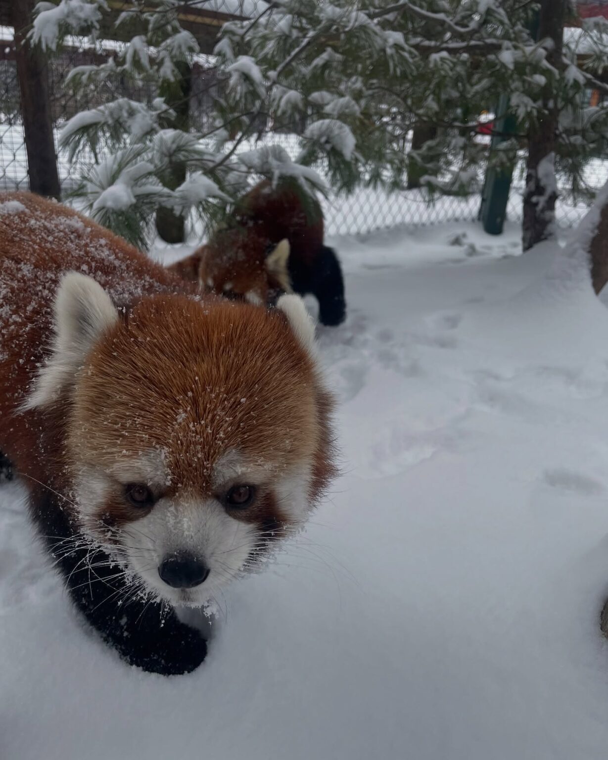 Red Panda Adaptations For Cold Weather - Henry Vilas Zoo Zoo Guide