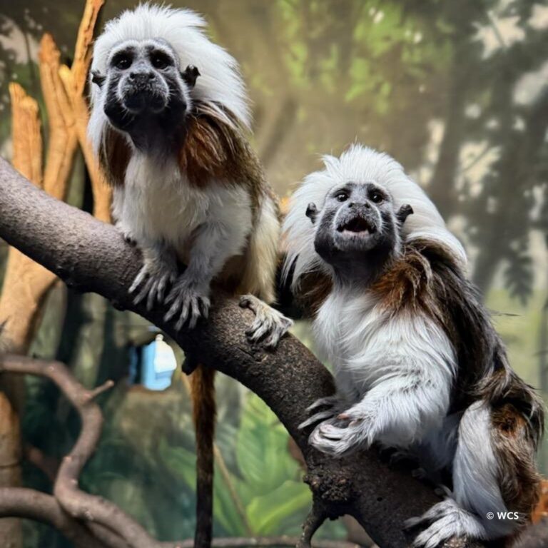 One Of The World's Most Endangered Primates - Central Park Zoo Zoo Guide